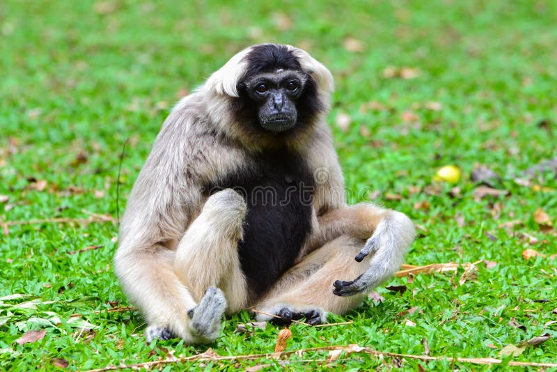 Pileated Gibbon (Hylobates Pileatus) Stock Photo - Image of female ...