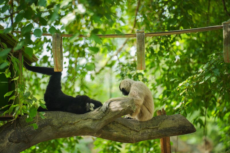 Pileated gibbon on tree stock photo. Image of forest - 344749936