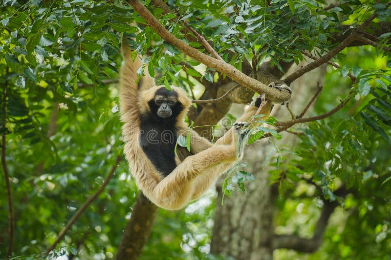 Pileated gibbon on tree stock photo. Image of cute, white - 345643828