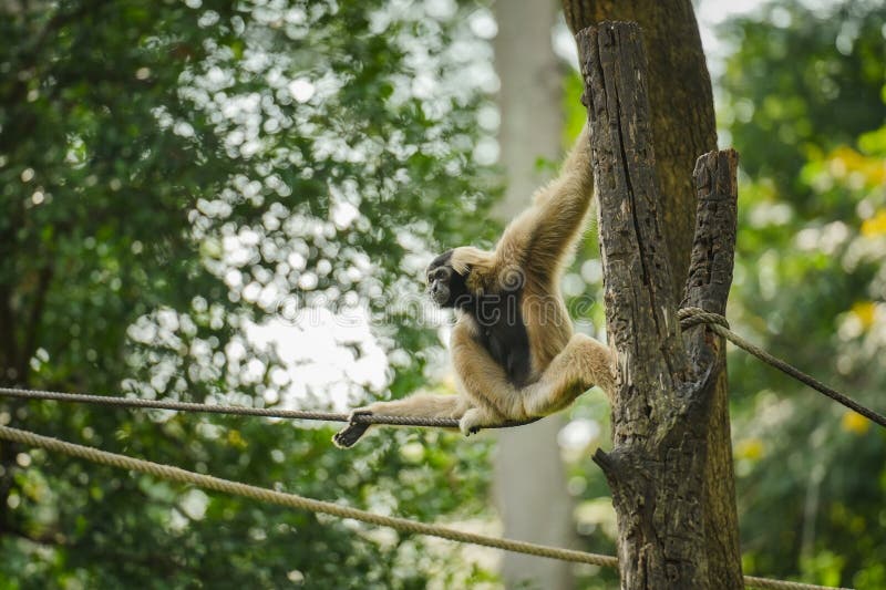 Pileated gibbon on tree stock image. Image of looking - 345643831