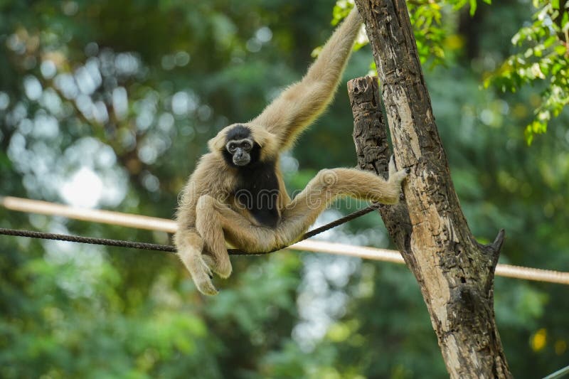 Pileated gibbon on tree stock image. Image of mammal - 346271111