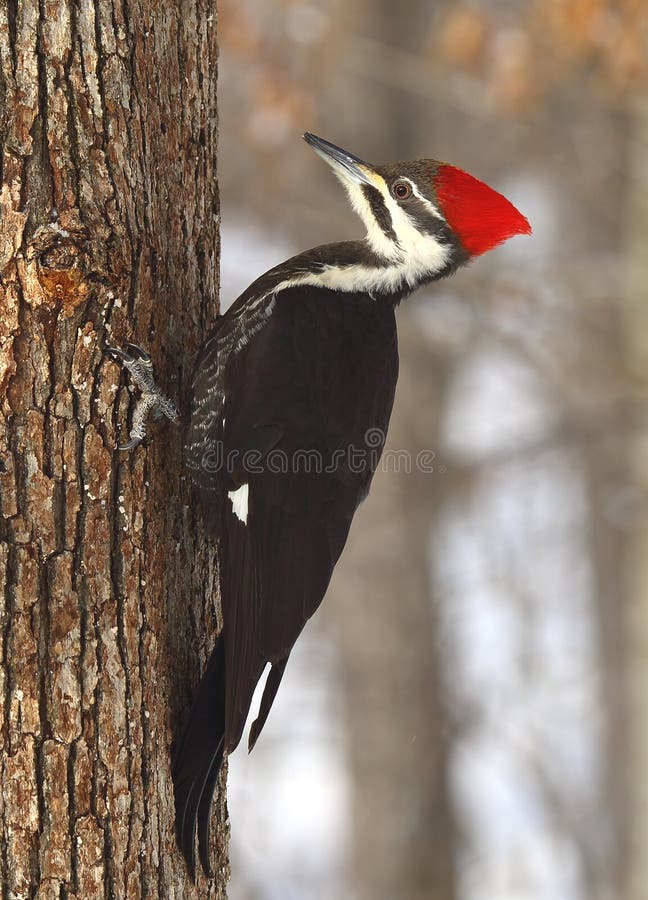 Pileated Specht stockbild. Bild von specht, pileated - 50519177