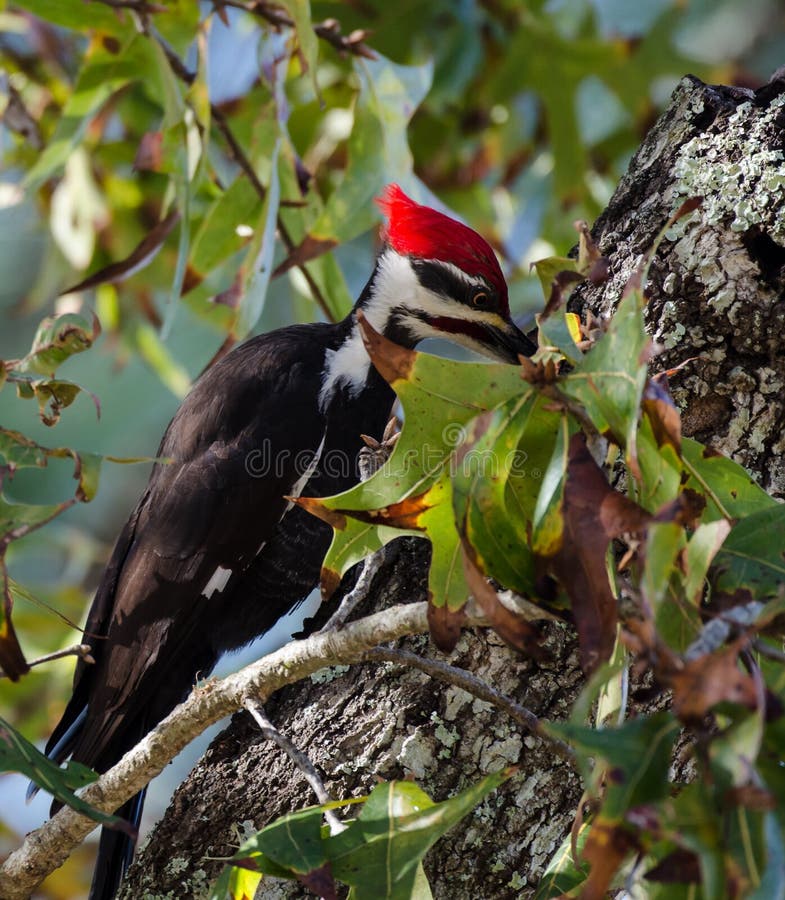 Pileated Woodpecker As he Pecks a Hole in the Tree Stock Photo - Image ...