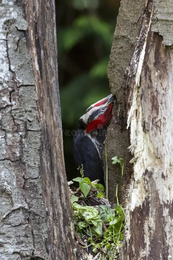 Pileated woodpecker bird stock photo. Image of wildlife - 222703034