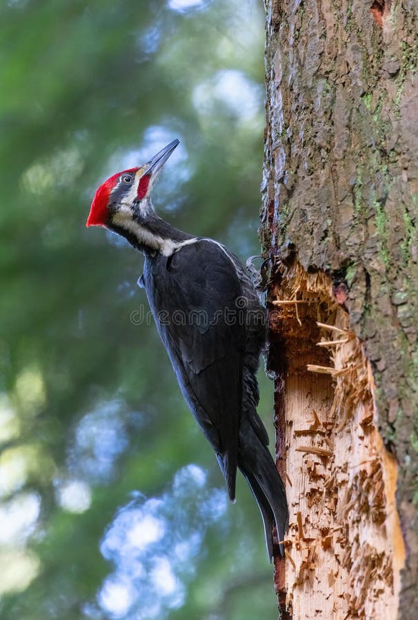 Pileated Woodpecker bird stock photo. Image of birds - 243958398