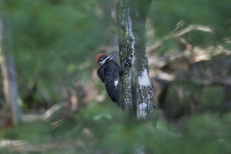 Pileated Woodpecker Fledgling Stock Photo - Image of colour, wild: 11031968