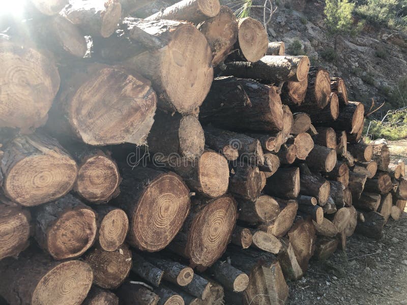 Piled Pine Tree Logs. Stacks of Cut Wood Stock Image - Image of tree ...