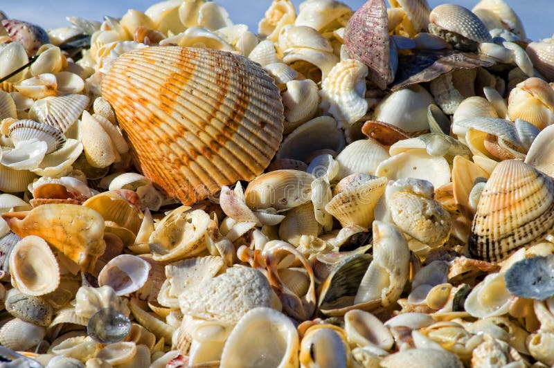 Piled Seashells on the Beach Stock Photo - Image of close, small: 87750328