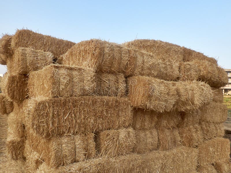 Piled Stacks of Dry Golden Hay Straw Stock Photo - Image of farmland ...