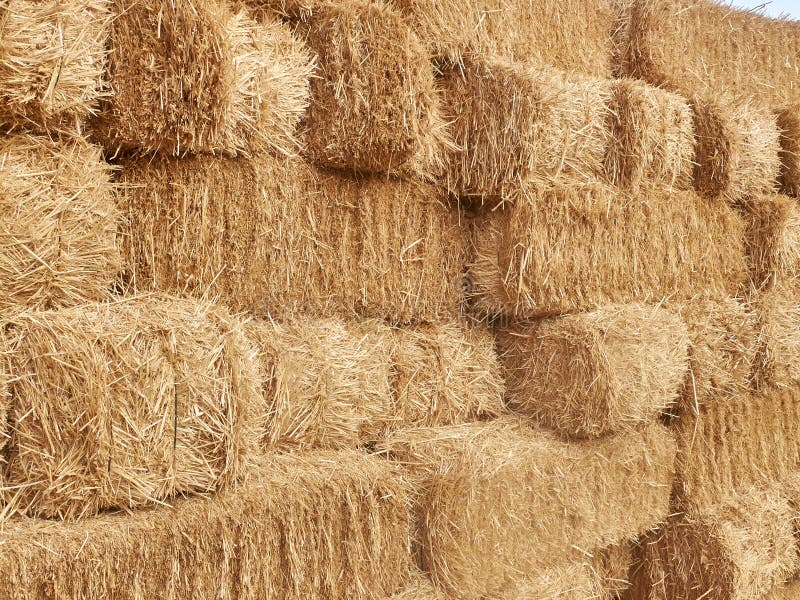 Piled Stacks of Dry Golden Hay Straw Stock Photo - Image of farm, straw ...