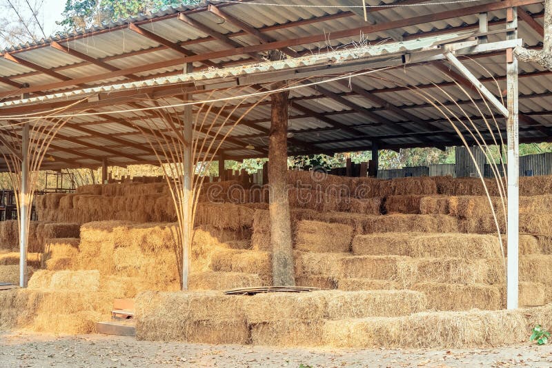 Piled Stacks of Dry Straw Collected for Animal Feed. Stock Photo ...