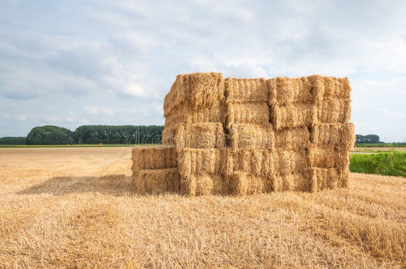 Piled Straw Packs in the Field Stock Photo - Image of environment, heap ...