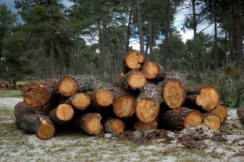 Piled tree. stock image. Image of resources, sawing, woodpile - 36120491