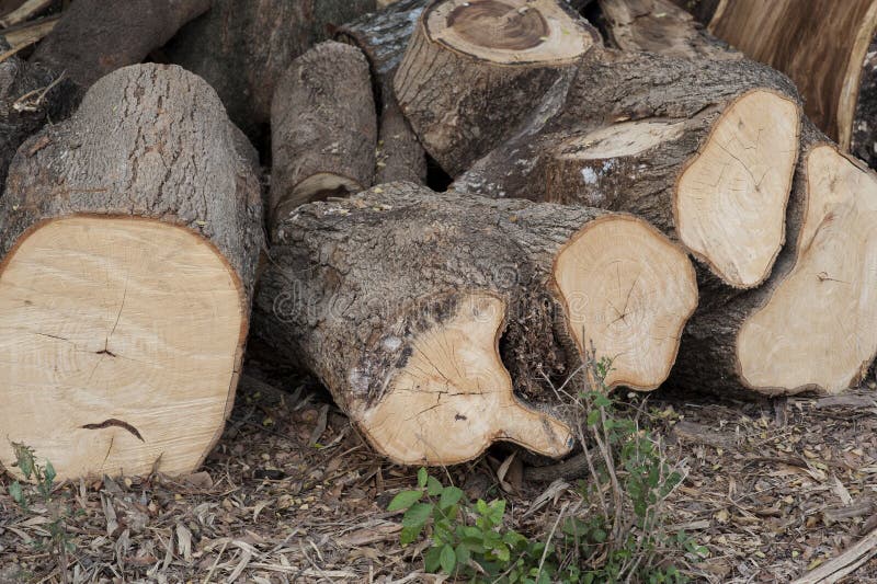Piled tree trunk stock photo. Image of background, roundwood - 30363736