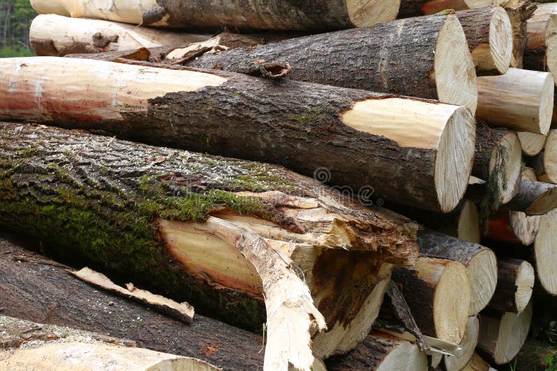 Piled tree trunks closeup stock image. Image of bark - 52803043