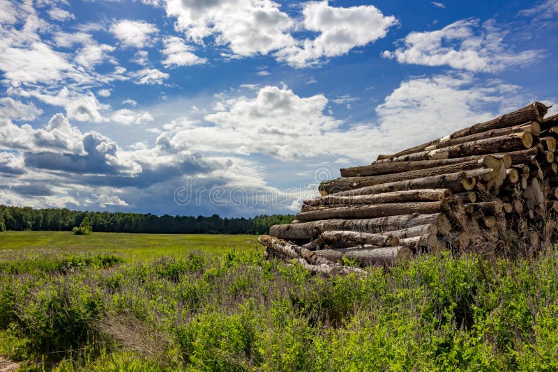 Piled Tree Trunks - Logging in the Open Field Stock Photo - Image of ...