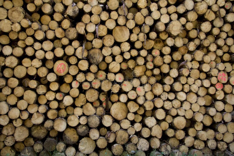 Piled up logs stock photo. Image of group, lumber, ends - 42801060