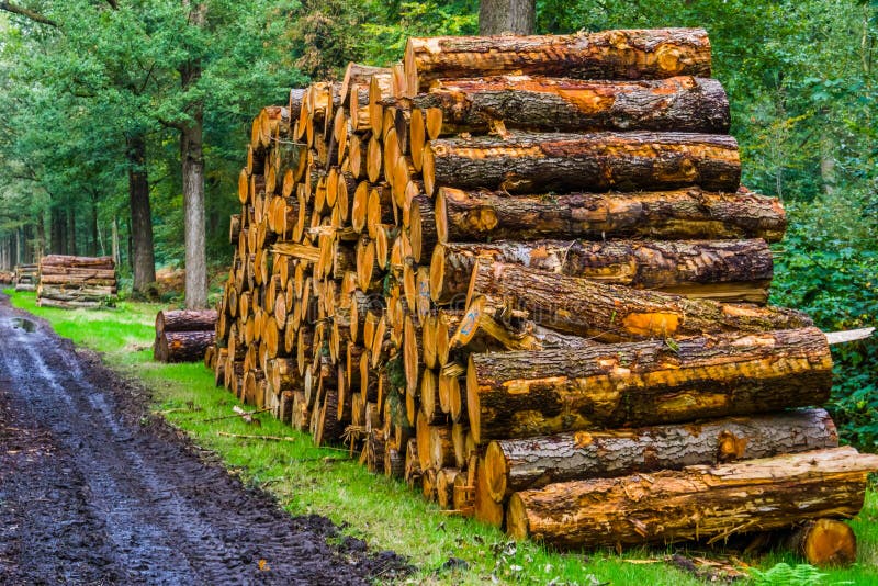 Piled Wood Logs with a Muddy Road in the Liesbos Forest of Breda, the ...