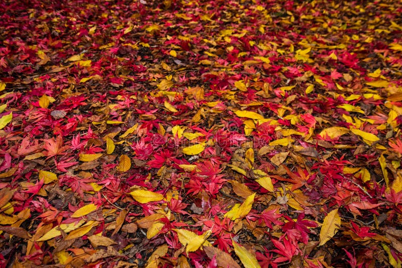 387 Piles Fall Leaves Stock Photos - Free & Royalty-Free Stock Photos ...