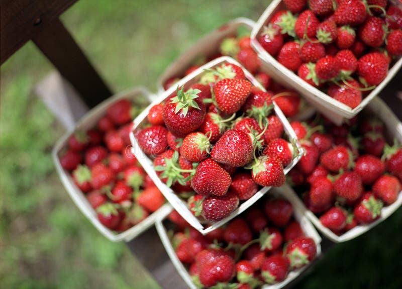 Piles of Berries stock photo. Image of living, summer - 2483994