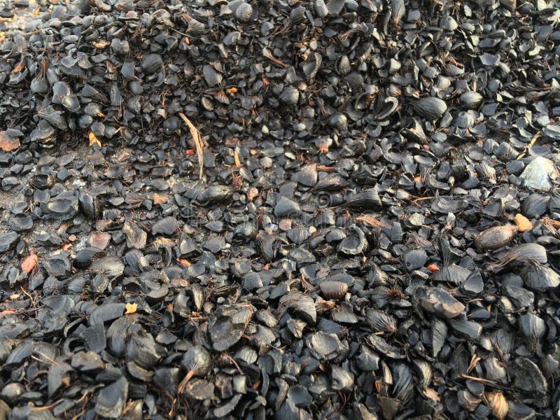 Piles of Black Palm Kernel Shells Stock Photo - Image of orange, ripe ...