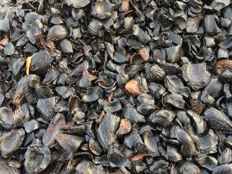 Piles of Black Palm Kernel Shells Stock Image - Image of kernel, fresh ...