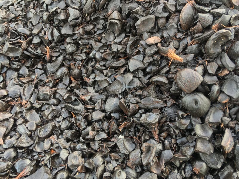 Piles of Black Palm Kernel Shells Stock Photo - Image of green ...
