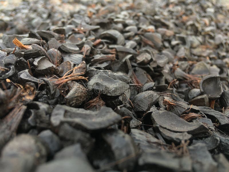 Piles of Black Palm Kernel Shells Stock Image - Image of date, plant ...