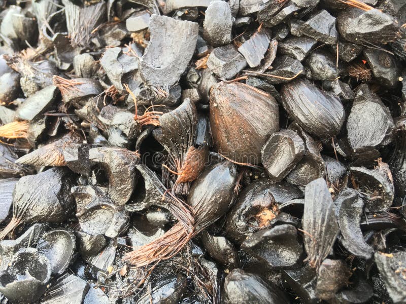 Piles of Black Palm Kernel Shells Stock Photo - Image of freshness ...