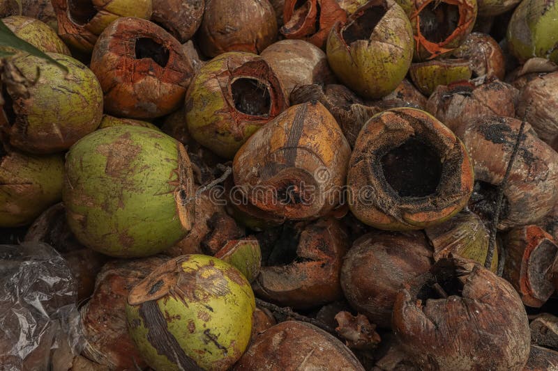 Piles of Coconut Shells that Become Waste Stock Image - Image of garden ...