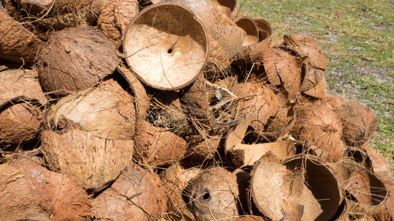 Piles of coconut shells. stock image. Image of cocoa - 65699791