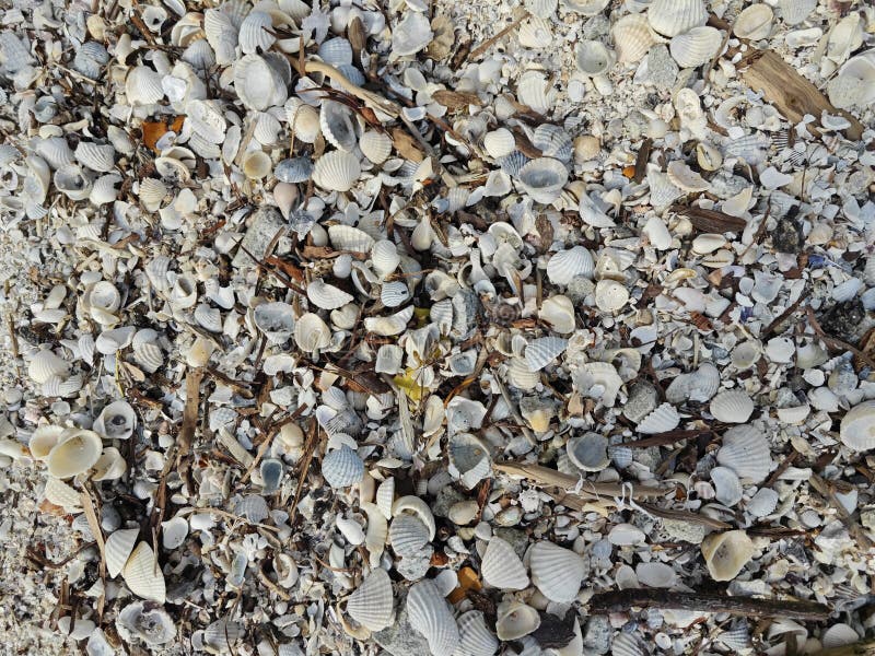 Piles of Dead Posidonia from the Sea in a Cove on the Island of Tabarca ...