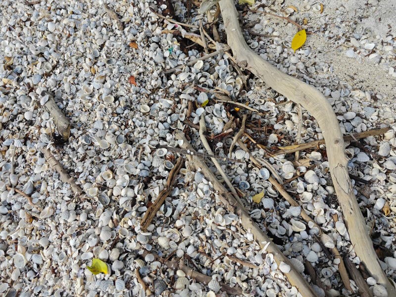 Piles of Dead Seashell on the Sandy Beach Stock Image - Image of ...