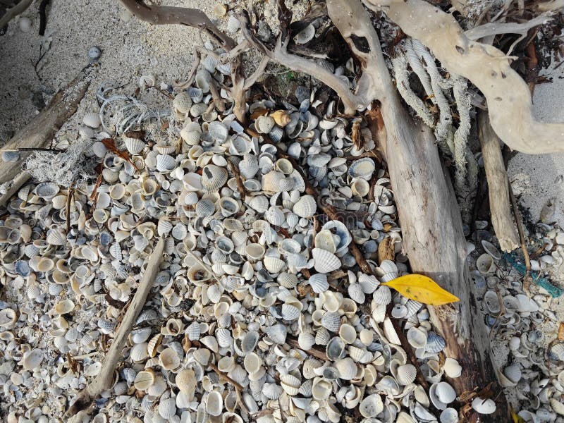 Piles of Dead Seashell on the Sandy Beach Stock Photo - Image of animal ...