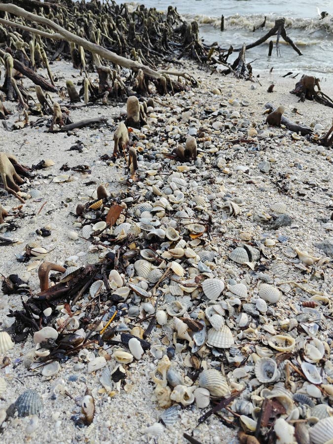 Piles of Dead Posidonia from the Sea in a Cove on the Island of Tabarca ...