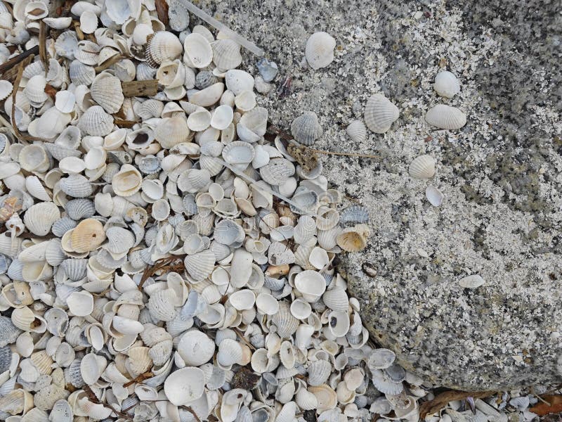 Piles of Dead Seashell on the Sandy Beach Stock Image - Image of ...