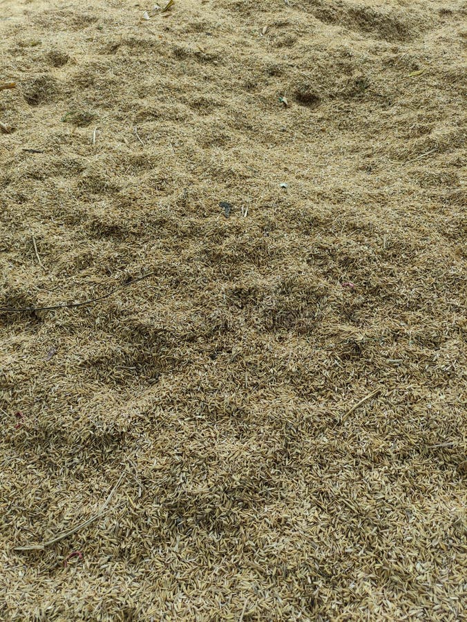 Piles of dry rice husk stock photo. Image of rice, geology - 232116678