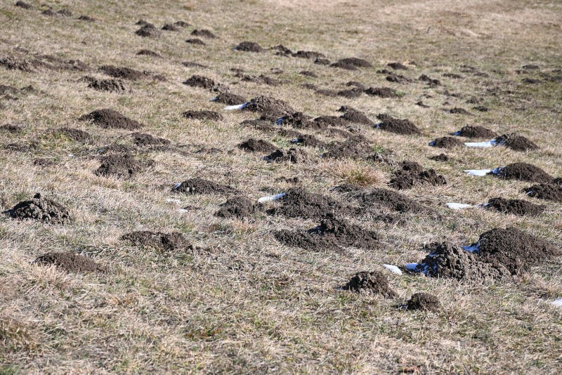Piles of Earth Moles Dug in the Meadow Stock Photo - Image of meadow ...