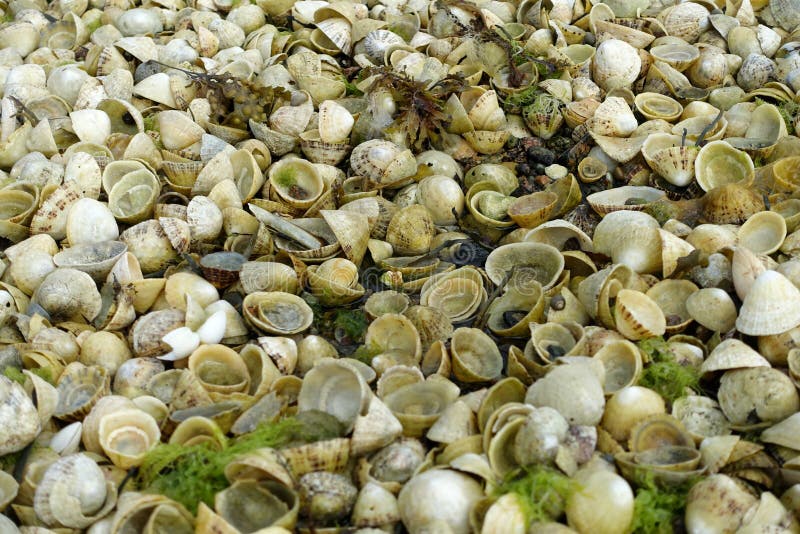 Piles of Empty Limpet Shells Stock Photo - Image of periwinkles ...