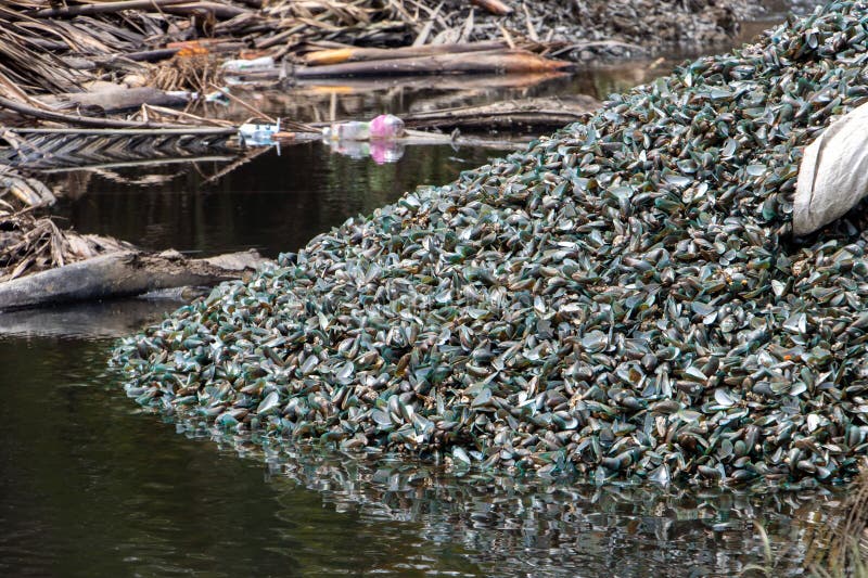 Piles of Empty Shells of Shellfish Dumped beside a Stream Stock Image ...