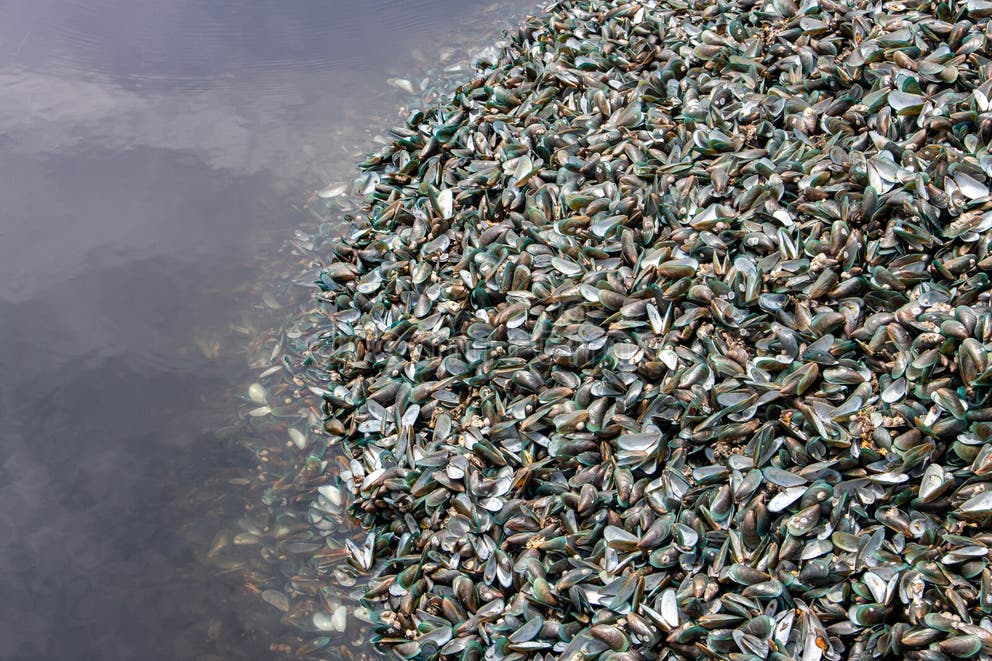Piles of Empty Shells of Shellfish at a Water, Thailand Stock Photo ...
