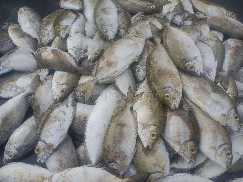 Piles of Fish Caught by Fishermen that Will Be Sold Stock Image - Image ...