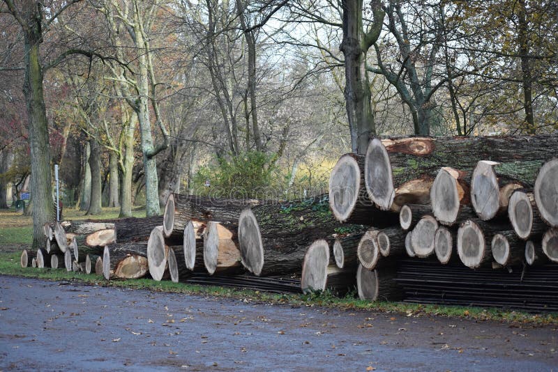 Piles of Freshly Cut Down Tree Trunks. Stock Image - Image of industry ...