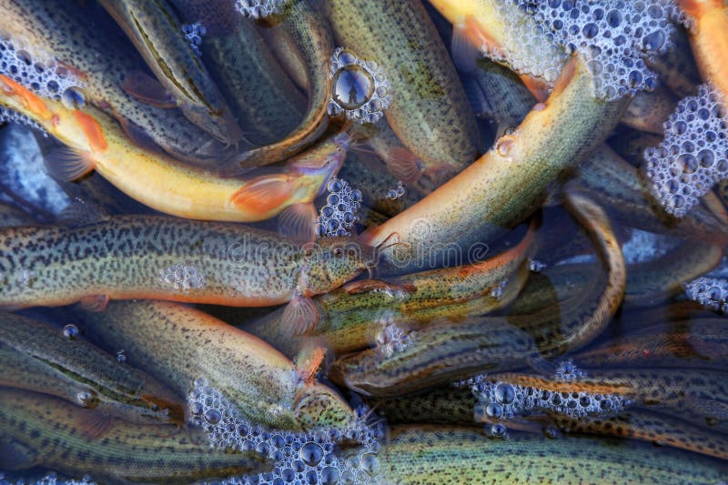 Piles of loach fish stock photo. Image of ecology, healthy - 365789292