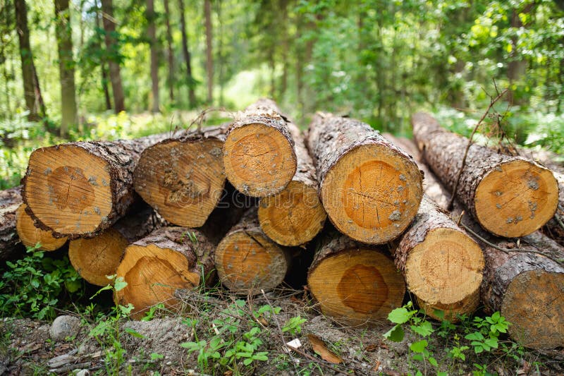 Piles of Logs in Beautiful Mixed Pine and Deciduous Forest Stock Photo ...
