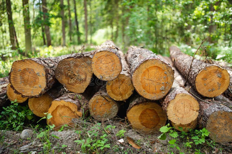 Piles of Logs in Beautiful Mixed Pine and Deciduous Forest Stock Photo ...