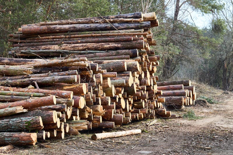 Piles Logs of Pine Trees Stacked in Logging Area in Spring Forest ...