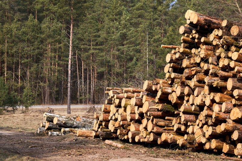 Piles Logs of Pine Trees Stacked in Logging Area in Spring Forest ...