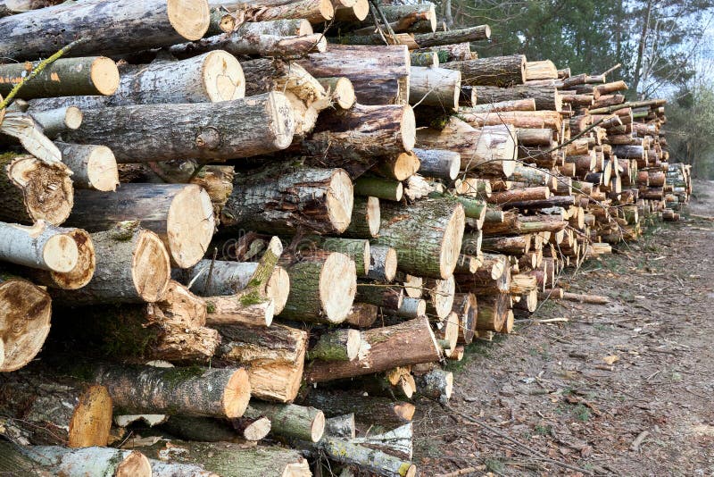 Piles Logs of Pine Trees Stacked in Logging Area in Spring Forest ...