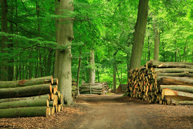 Piles of Lumber Along Dirt Road through Green Forest Stock Image ...
